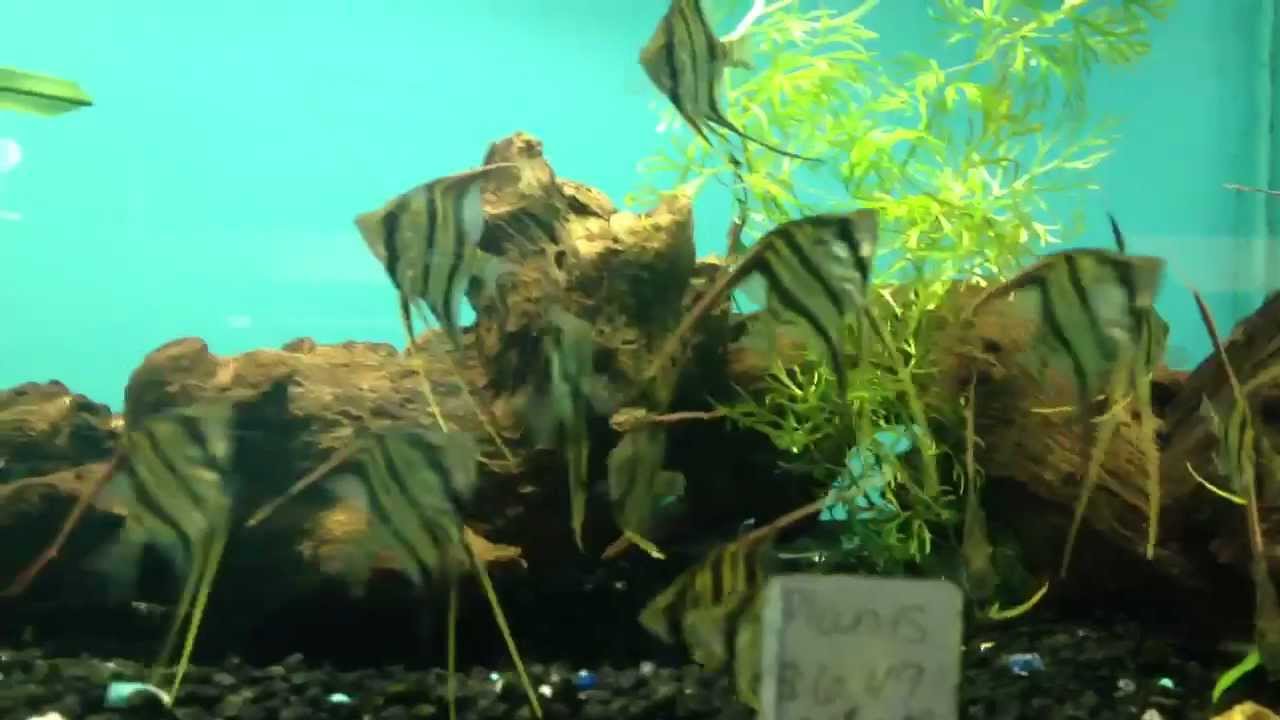 Wild Caught Angelfish - YouTube