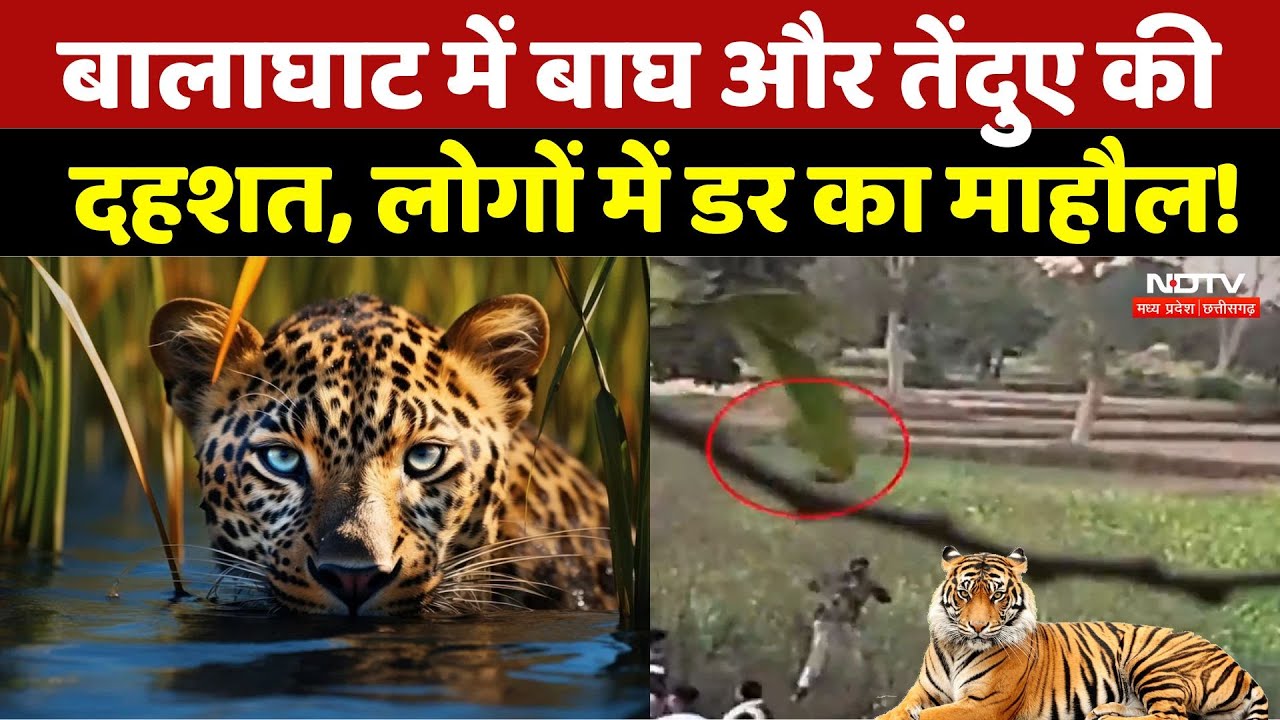 Balaghat Tiger and Leopard Terror: बालाघाट में बाघ और तेंदुए की दहशत ...