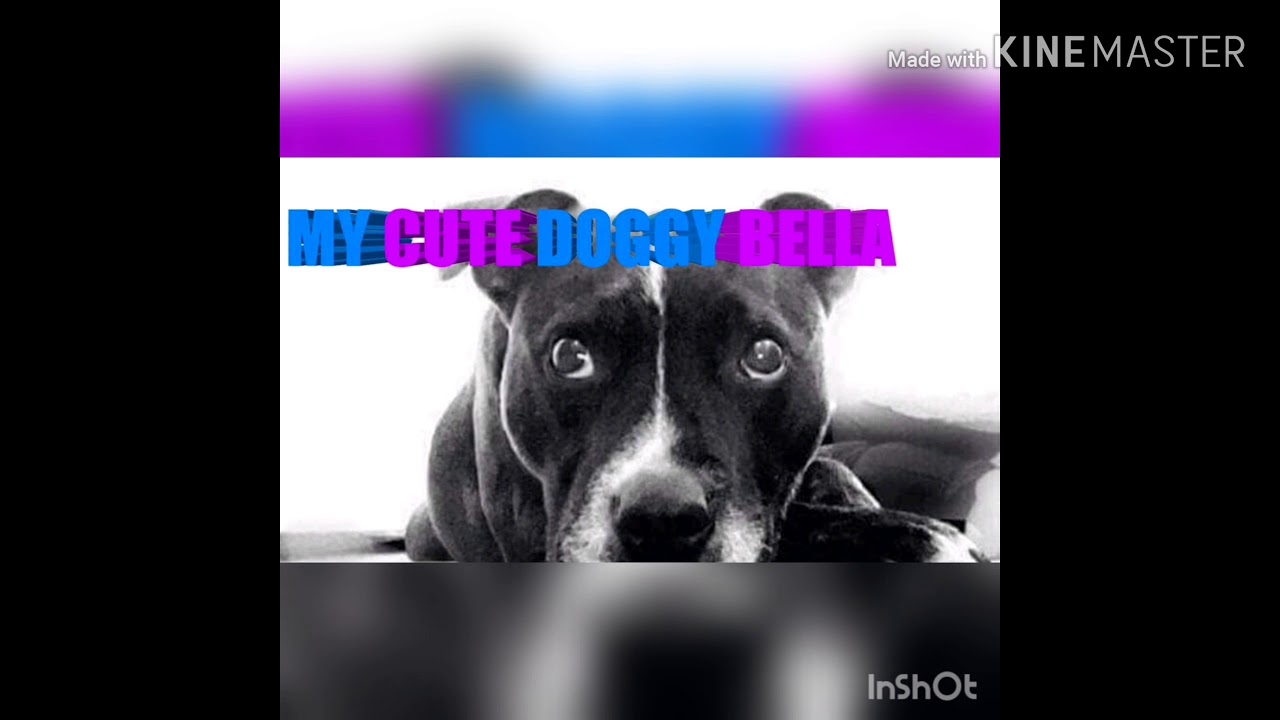 Bella's tricks - YouTube