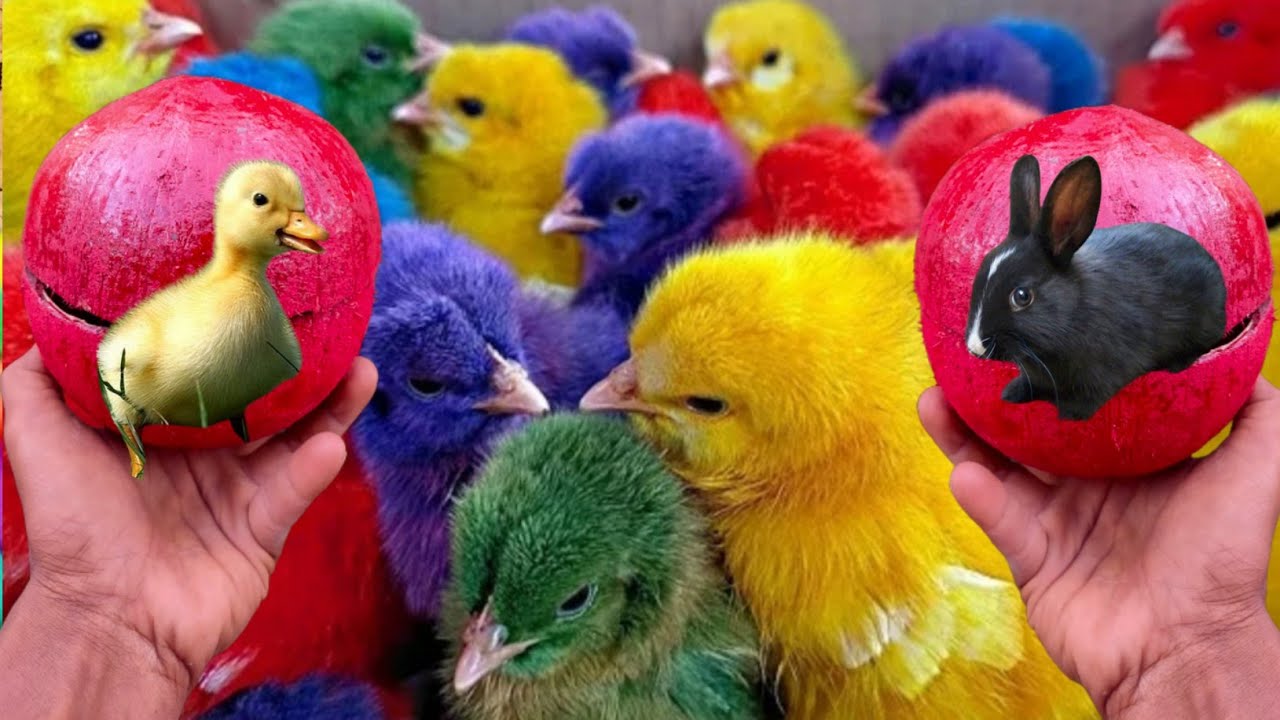 Tangkap Ayam Warna Warni, Ayam Reborn, Ayam Teletubbies, Monyet, Marmut ...