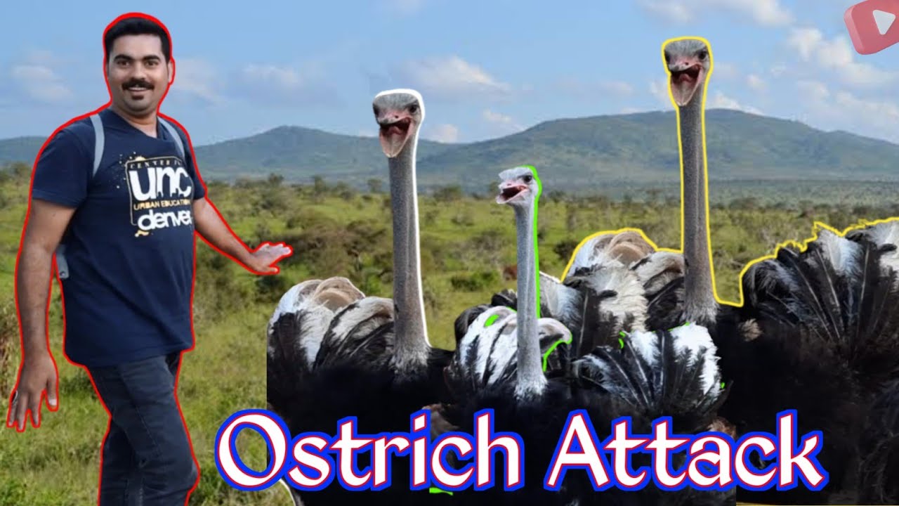 Unbelievable Ostrich Attack / Ostrich Egg / Shutar Murgh Ka Anda 2kg ka ...