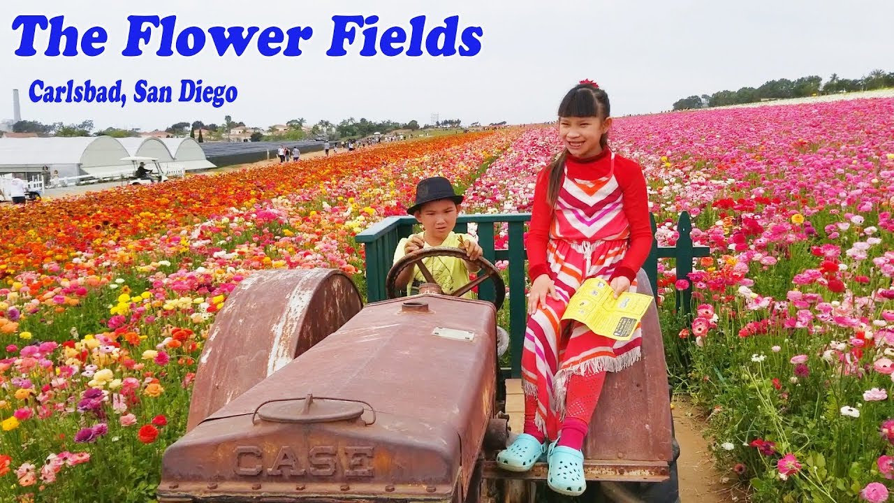 The Flower Fields - What are kids gonna do? - YouTube