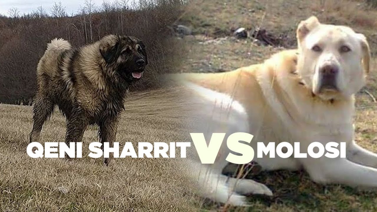 Qeni molos, "babai" i qenve të Sharrit, karakteristikat më të veçanta ...