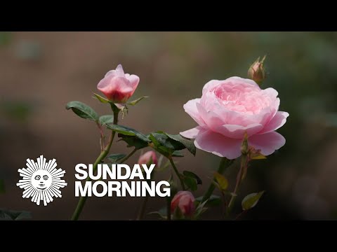 Martha Stewart on creating a rose garden