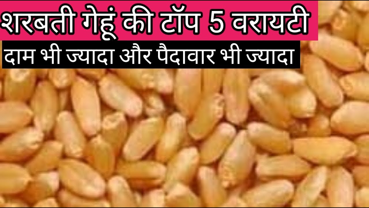 शरबती गेहूं की टॉप 5 वरायटी। शरबती गेहूं की उन्नत किस्में।gehu ki ...