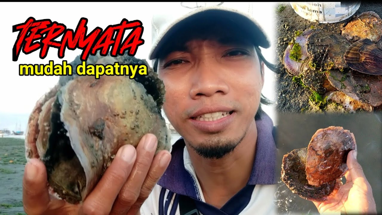Ini Cara Sangat Mudah Mencari Kerang Simping di Saat Air Laut Surut ...