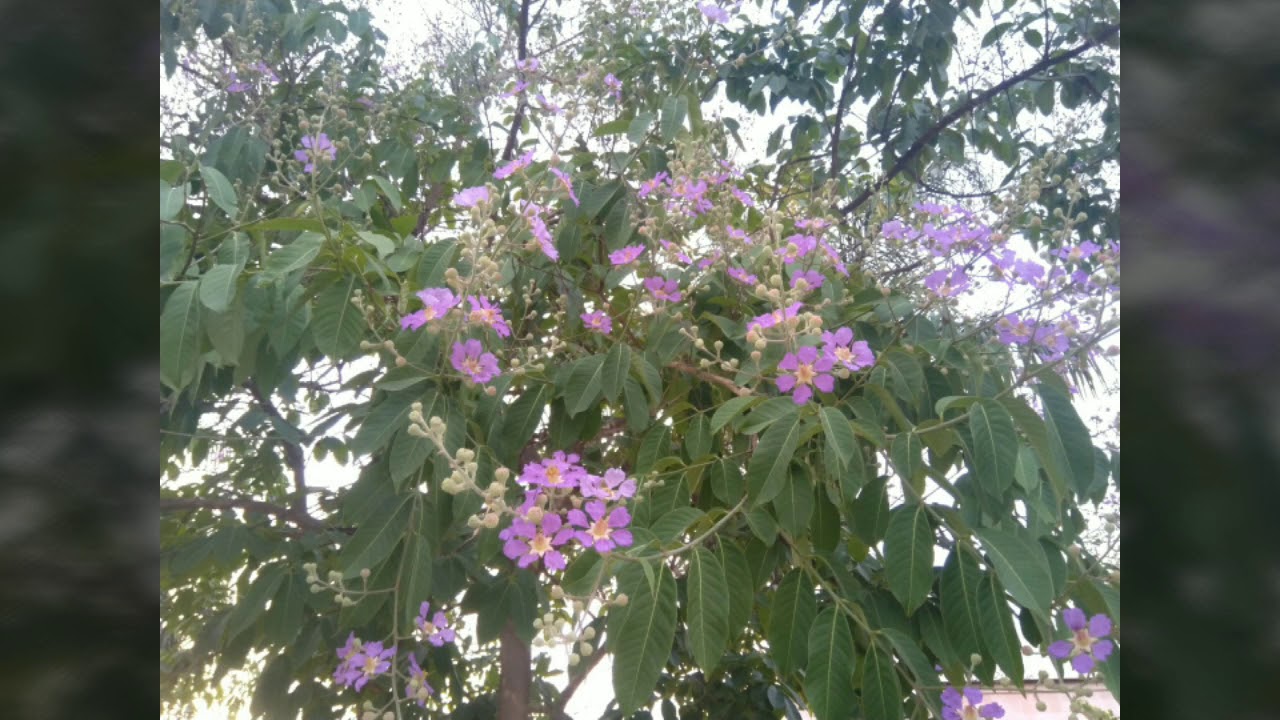 Lagerstroemia indica , Jarul ( queen of flower) full blooming flowers ...