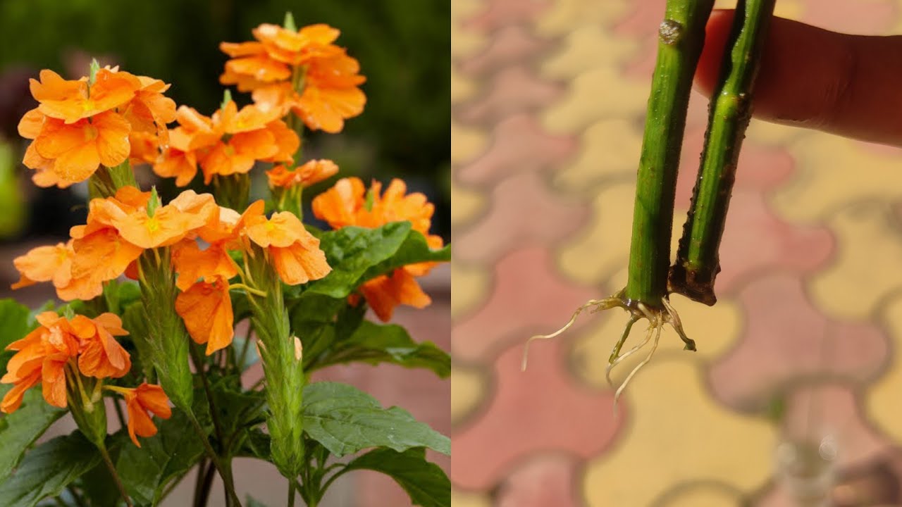 Crossandra infundibuliformis plant from cuttings /अबोली का पौधा - YouTube