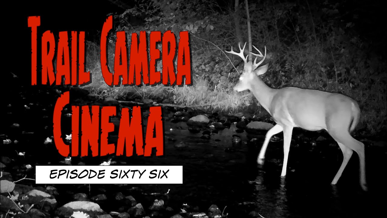 Big Buck Night, Part 2 - Trail Camera Cinema (EP66) - YouTube