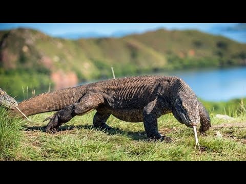 Brave Lizard Breaks Quarantine - YouTube