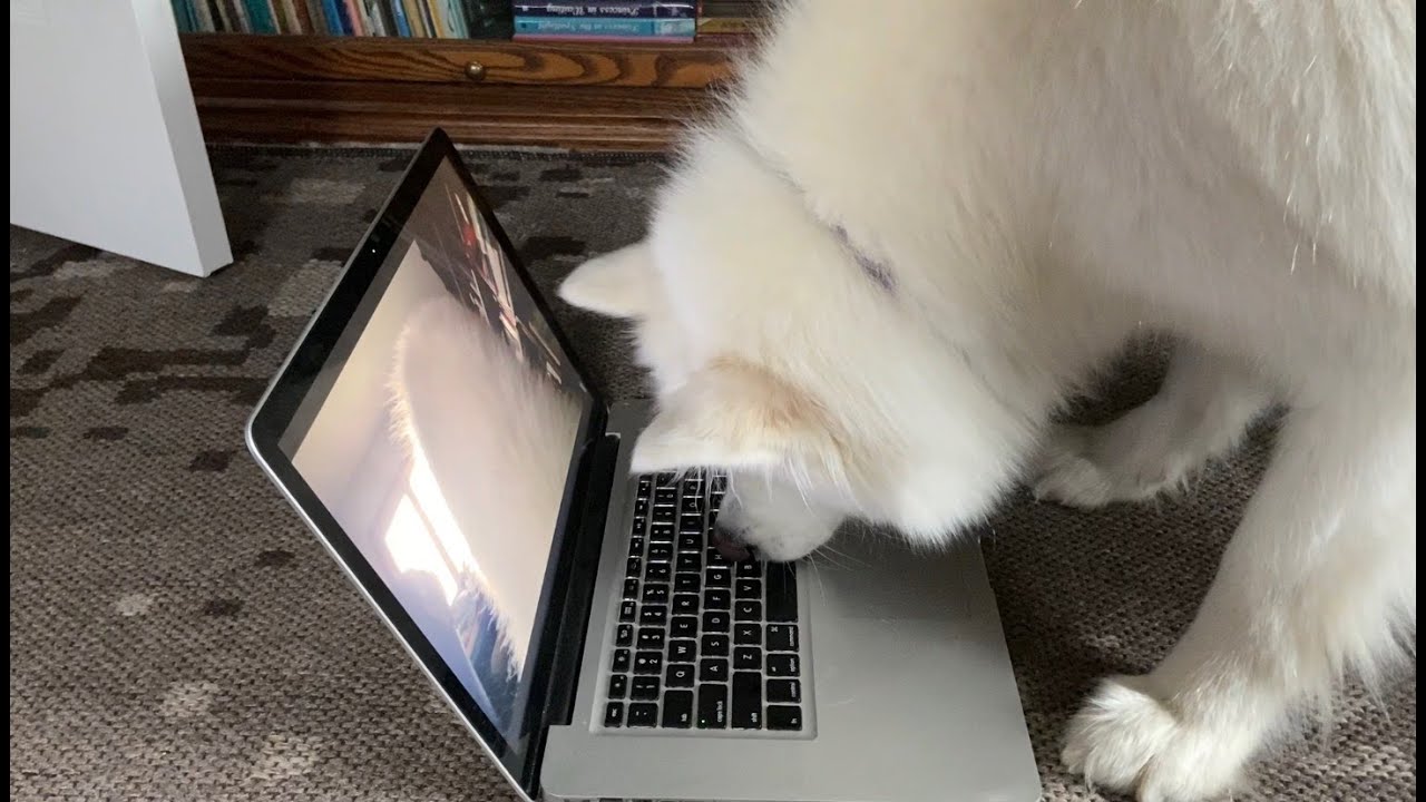 Virtual Therapy Dog Visit #3: Back to School! - YouTube