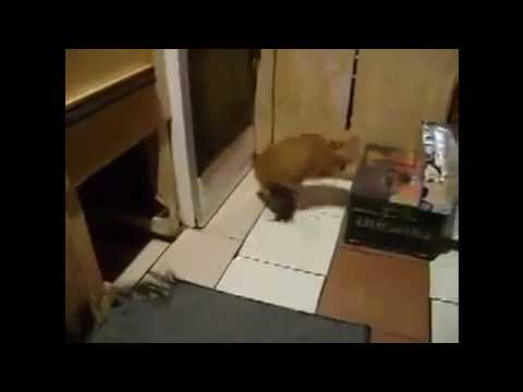 Gato correndo do rato ao sóm de sweet dreams