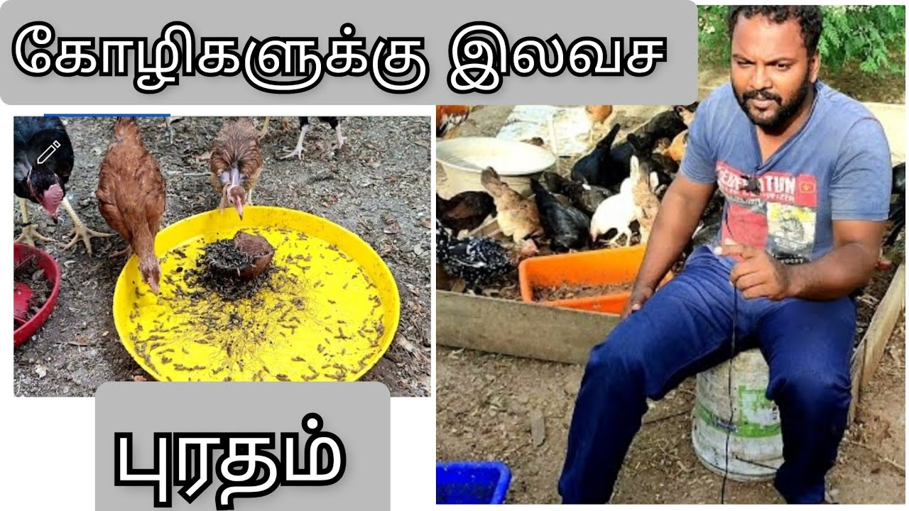 How to produce maggots for chickens??!! | TFO Farm channel - YouTube