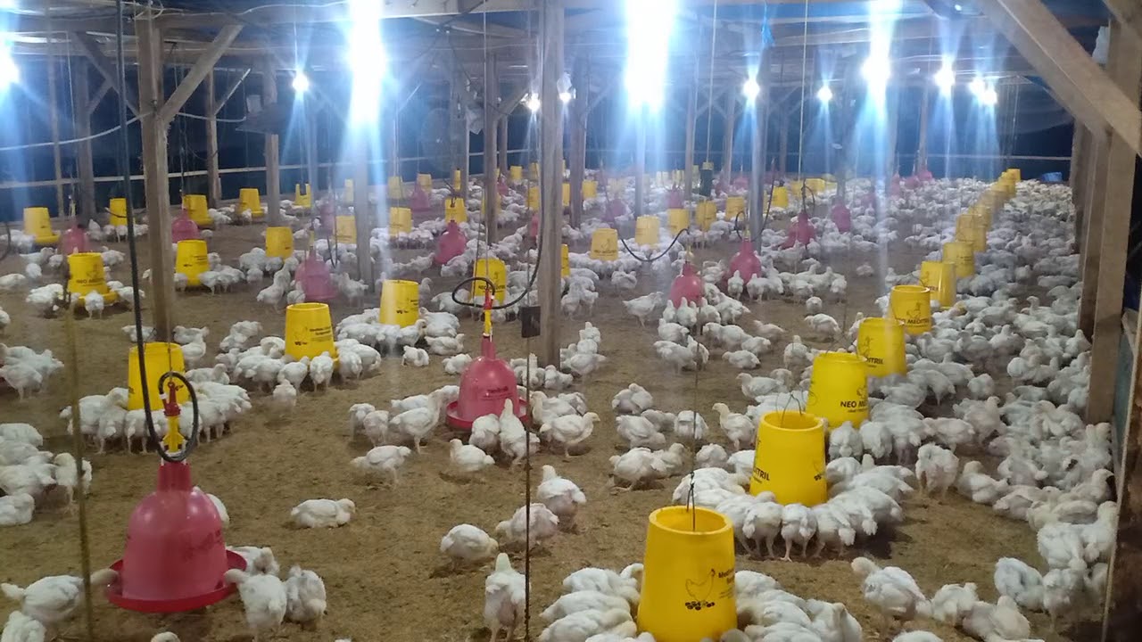 Panel Otomatis Kipas Pada Kandang Ayam Broiler - YouTube