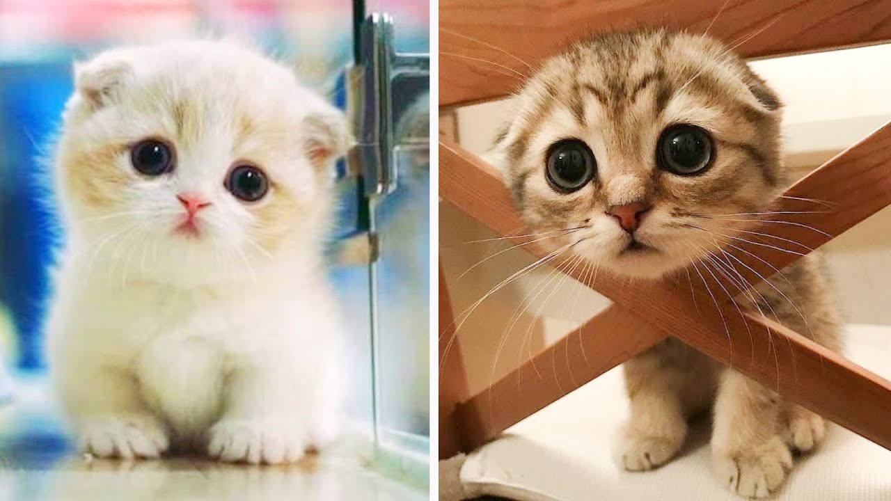 CUTE ANIMAL VIDEOS #5 😍 Sugar Pet #Shorts - YouTube