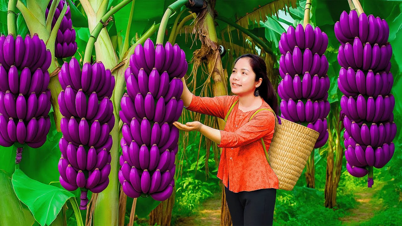 TIMELAPSE -- Harvesting Rare Purple Bananas | Woman Collects Exotic ...