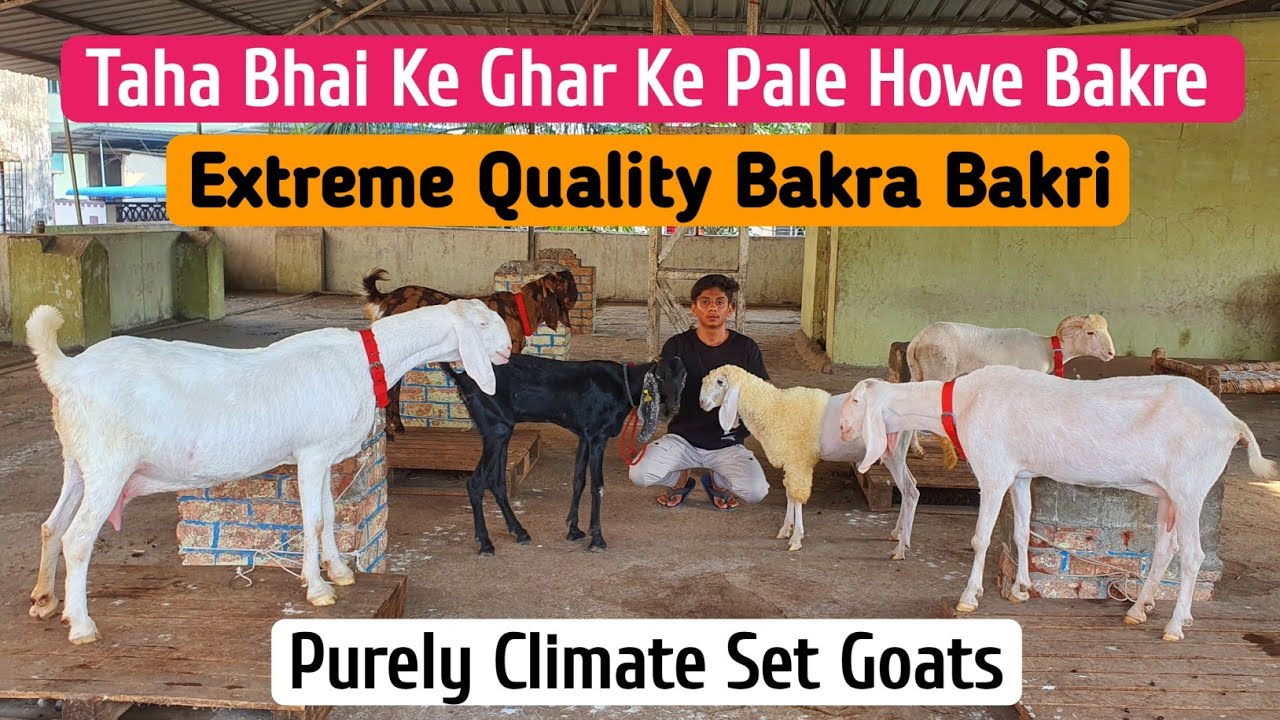 Taha Bhai Ke Ghar Ke Pale Howe Bakra Bakri | Purely Climate Set Gosts ...