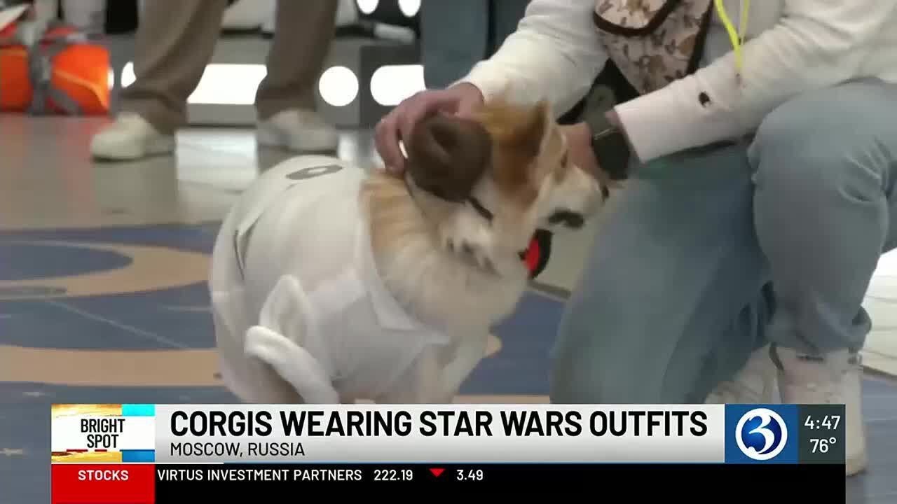BRIGHT SPOT: Corgis dress up as Star Wars characters - YouTube