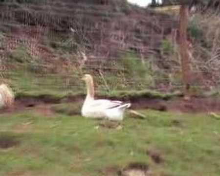 Brecon Buff Geese - YouTube