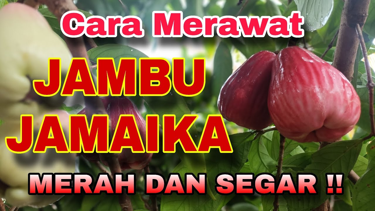 Cara Merawat Jambu Jamaika Agar Cepat Berbuah Lebat, Manis, Merah dan ...