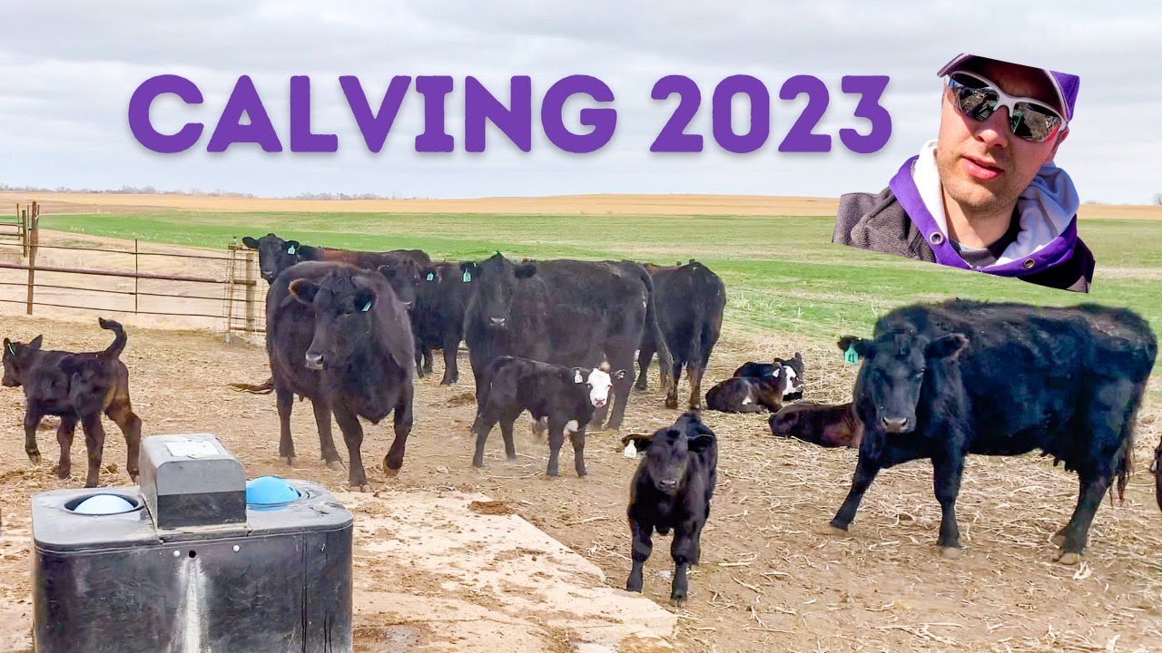 New Calf Born On the Farm - YouTube