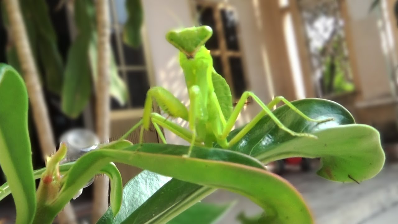 Live Camera of Mantis Dancing - YouTube