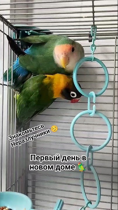 Неразлучники поют и осваиваются попугайнеразлучникипопугайчики Youtube
