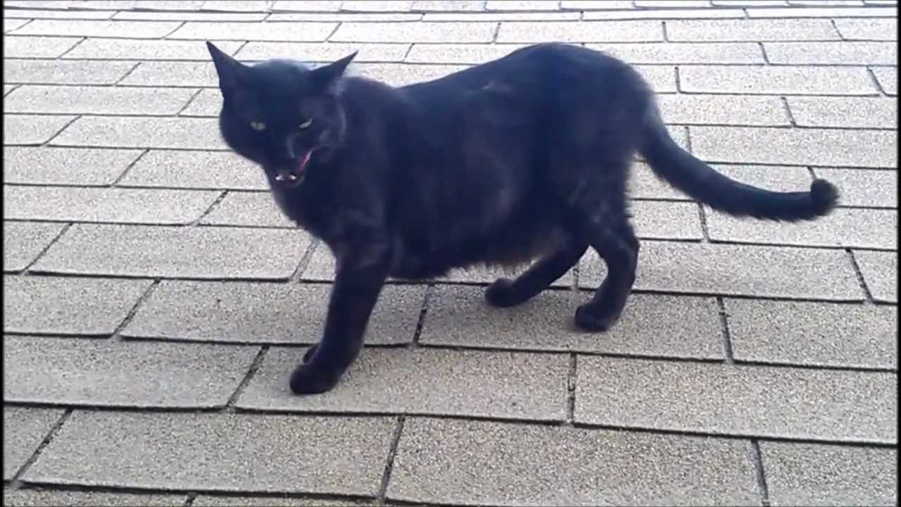 Cat gets warned by Mockingbird - YouTube
