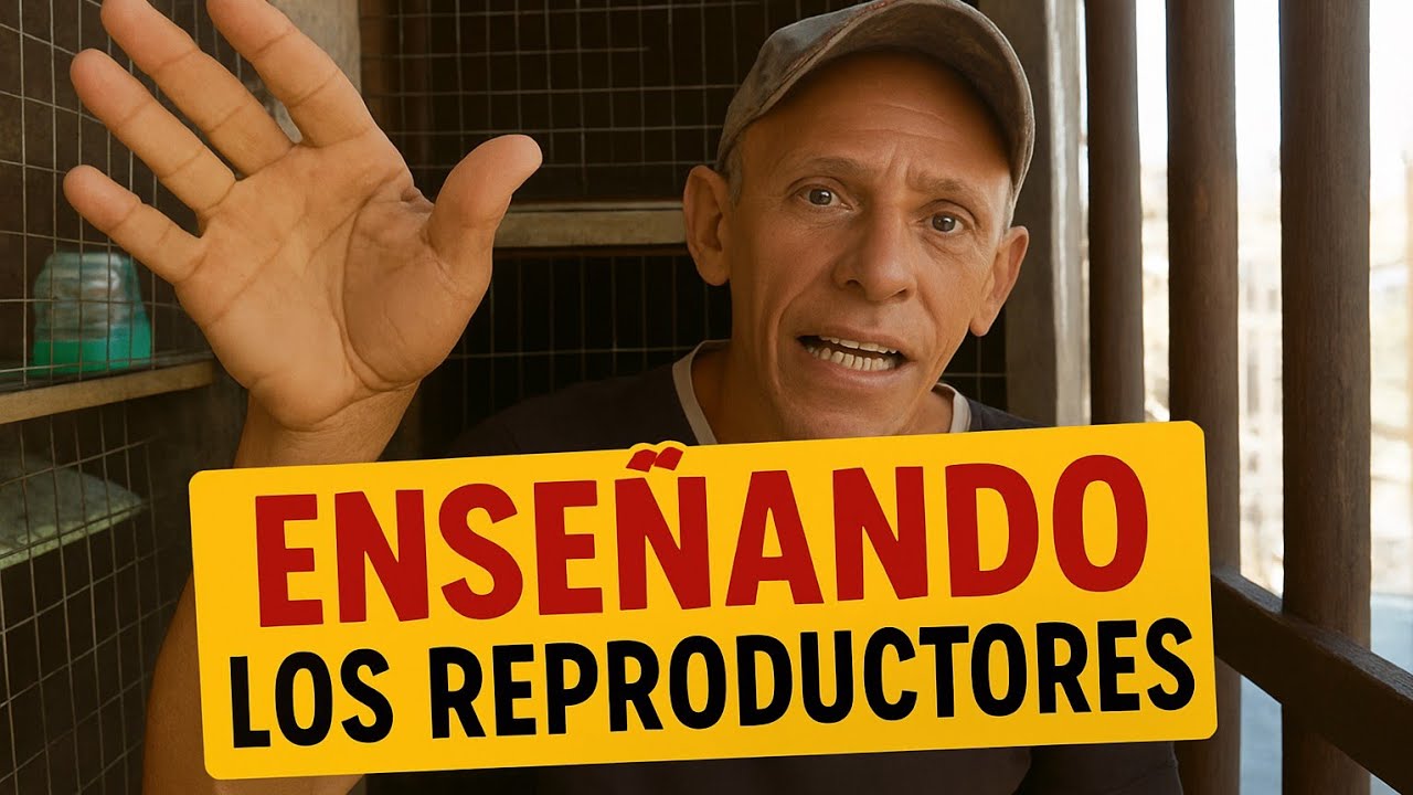 Palomeros Cubanos 🇨🇺 Leoni Muestra sus Reproductores y mas cosas # ...
