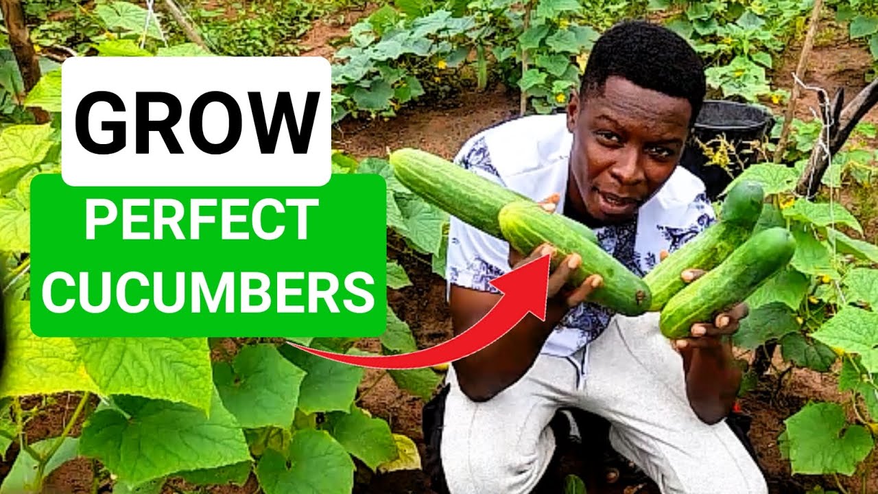 How To Grow Perfect Cucumbers (Stop your Cucumber from turning yellow ...