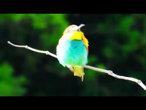 Mellow Melodies of the European Bee-eater: Unique Bird Calls!