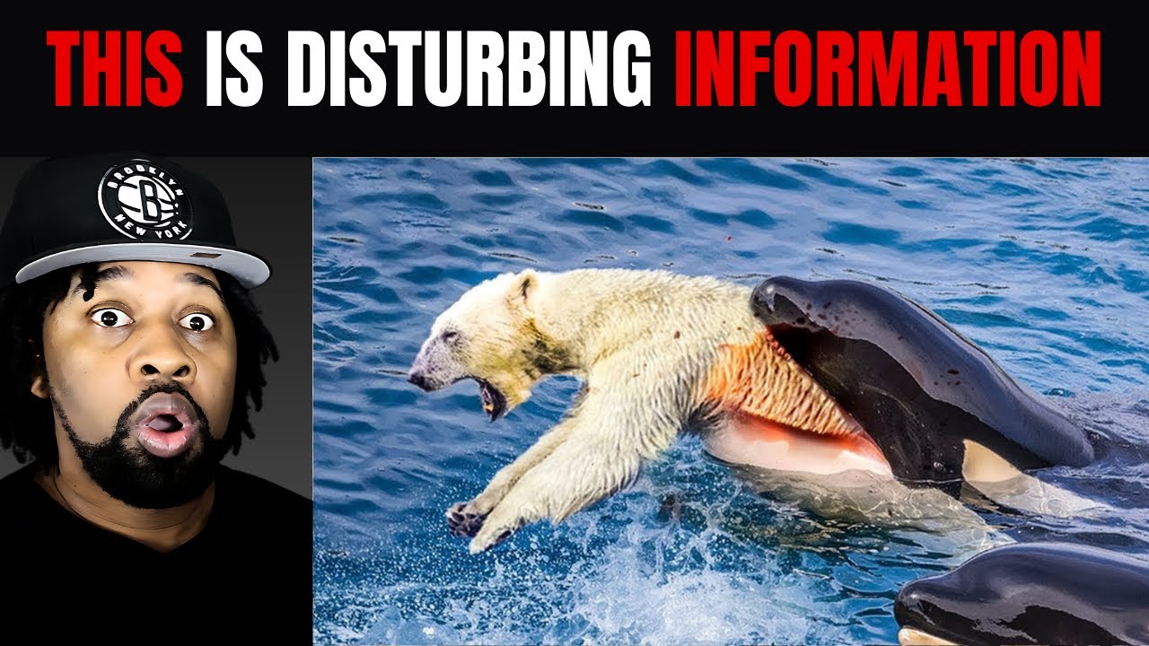 Killer Whales Eating Polar Bears Baby Orca VS Polar Bear Meet In The