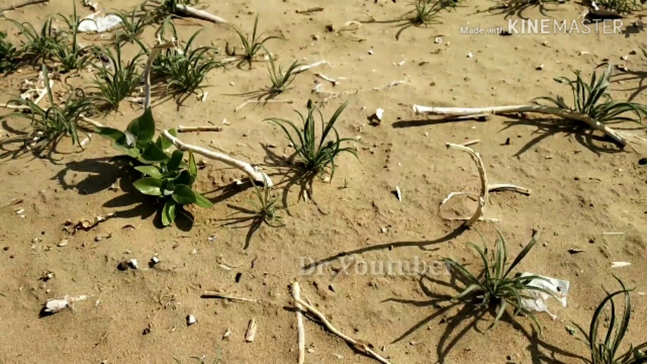 Isabgol farming, ईसबगोल की खेती, cultivation - YouTube