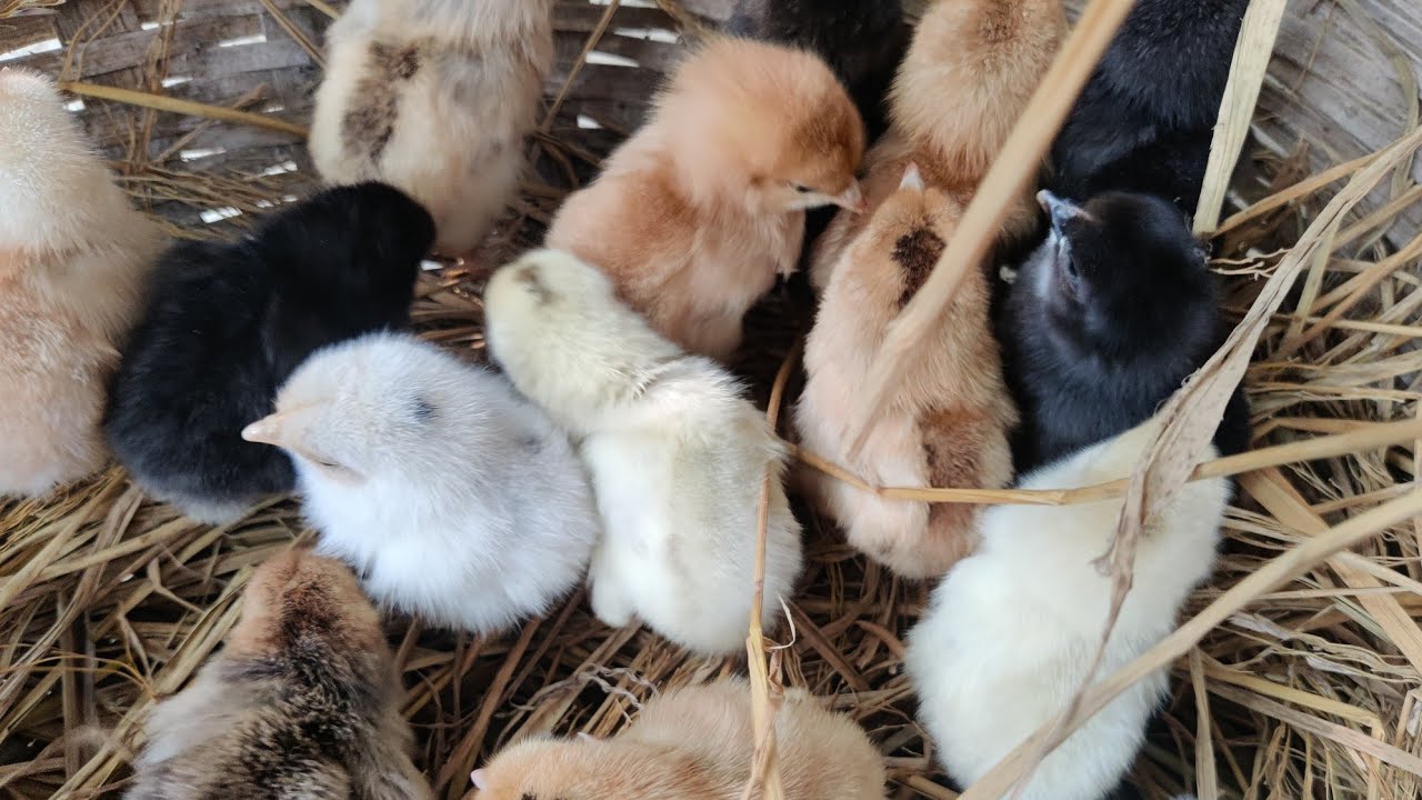 Domestic animals - Cute Chicken Sound - Baby Chicken Sounds. - YouTube