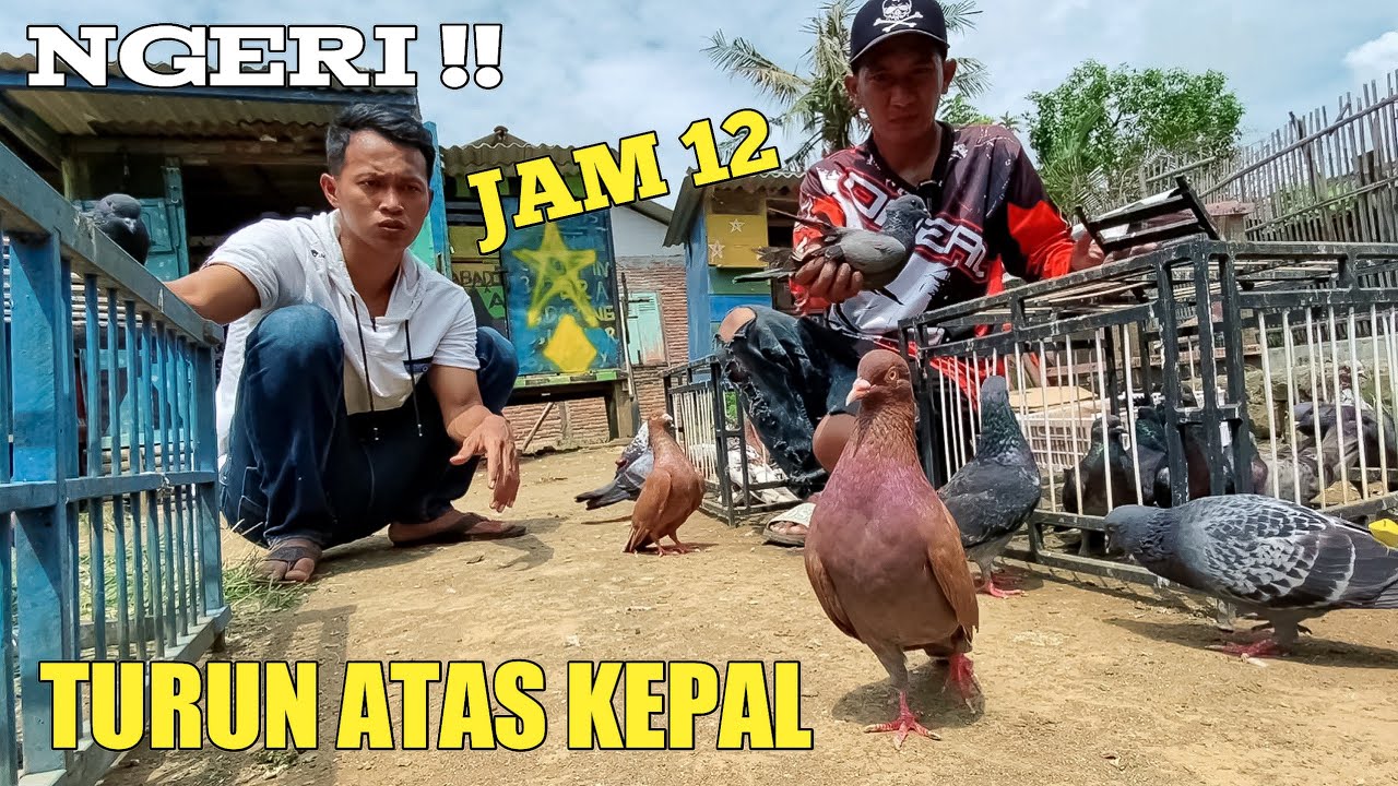GREBEK PENJUAL MERPATI TINGGIAN LAPAK PANCASONA CILACAP - YouTube