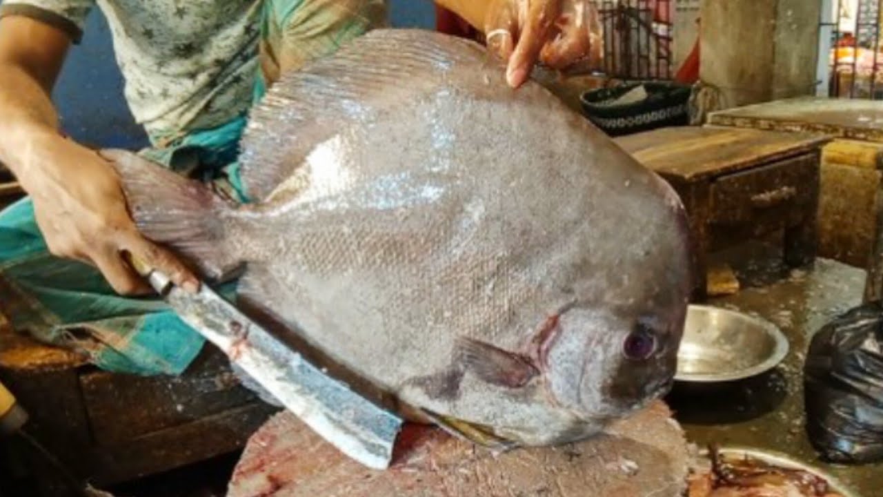 Amazing Giant Pomfret Fish Cutting and Skinning By Expert Fish Cutting ...