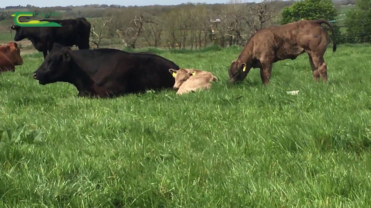 Grazing heavy covers on beef farms - YouTube
