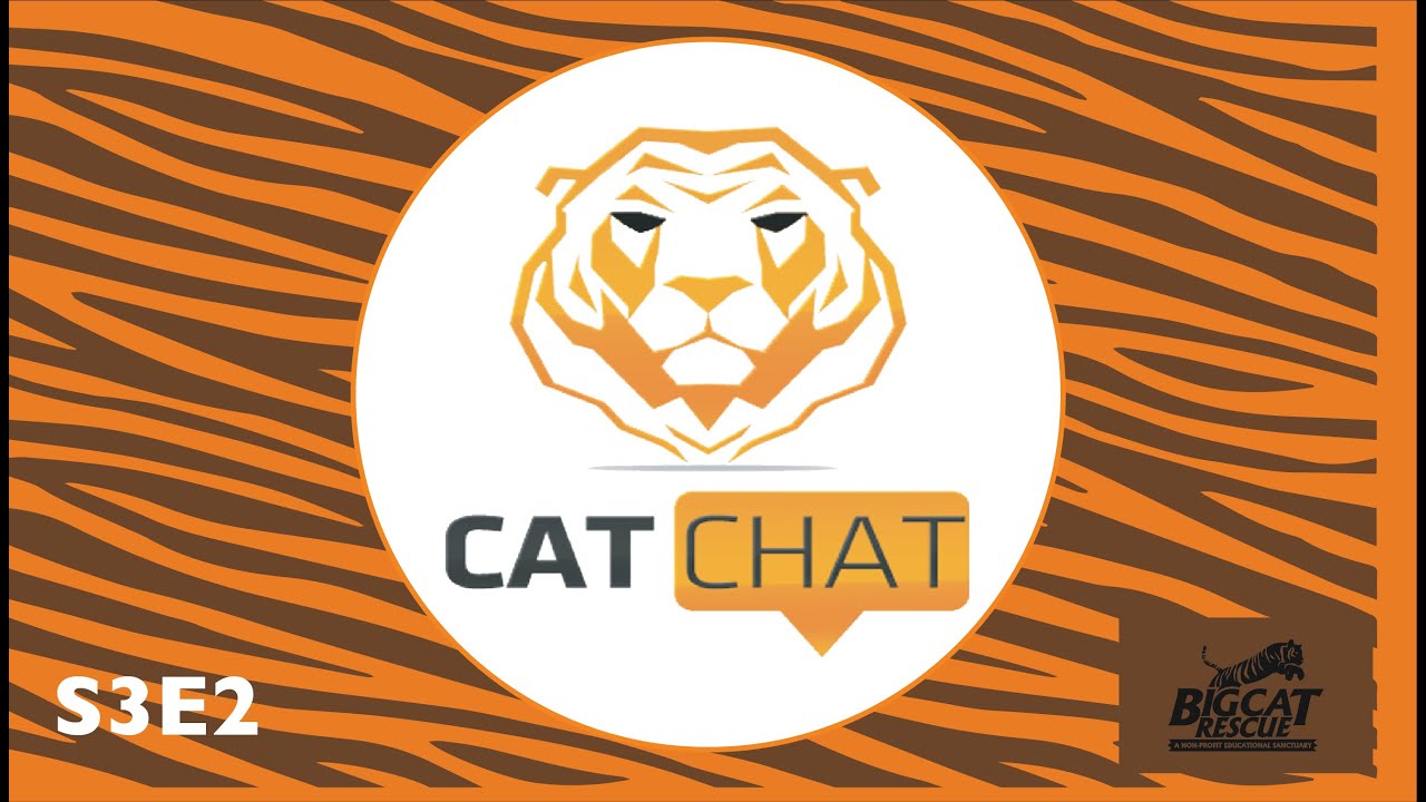 Cat Chat Season 3 Episode 02 - YouTube
