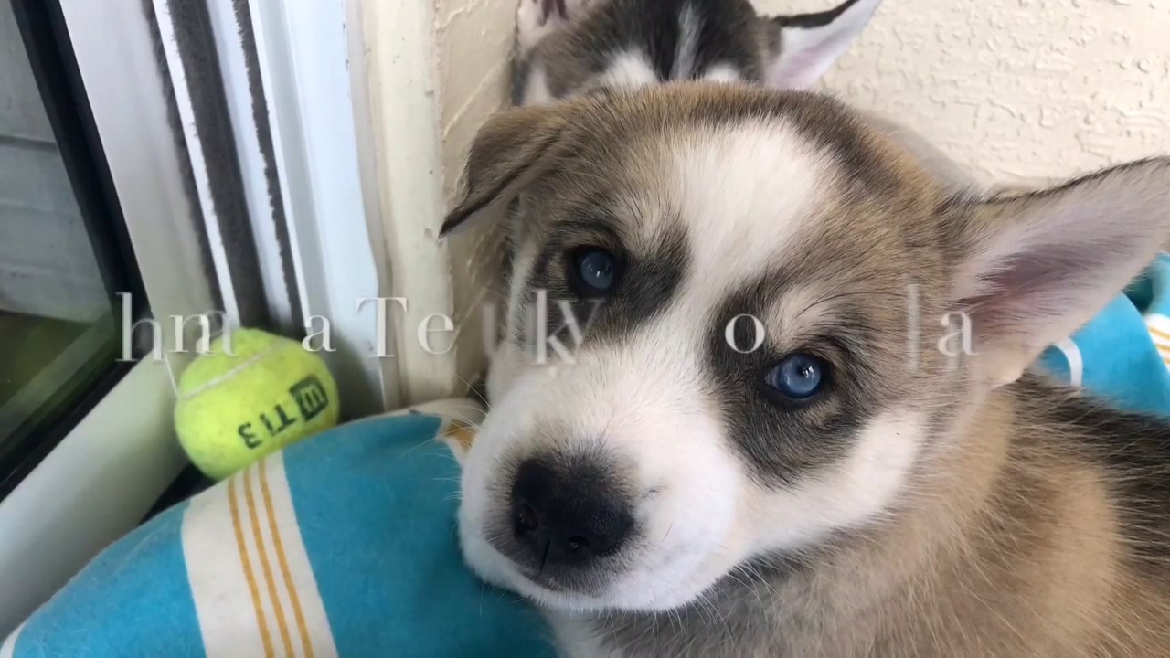 Cute Husky Puppy with her brothers and sisters. - YouTube