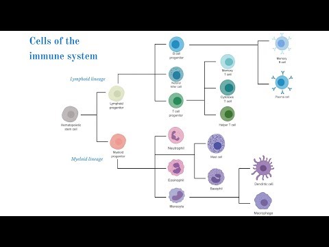 What Type Of Cells Have To Do With Immunity
