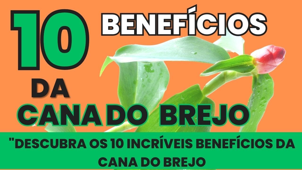 10 Incríveis Benefícios da Cana do Brejo Para sua saúde - YouTube