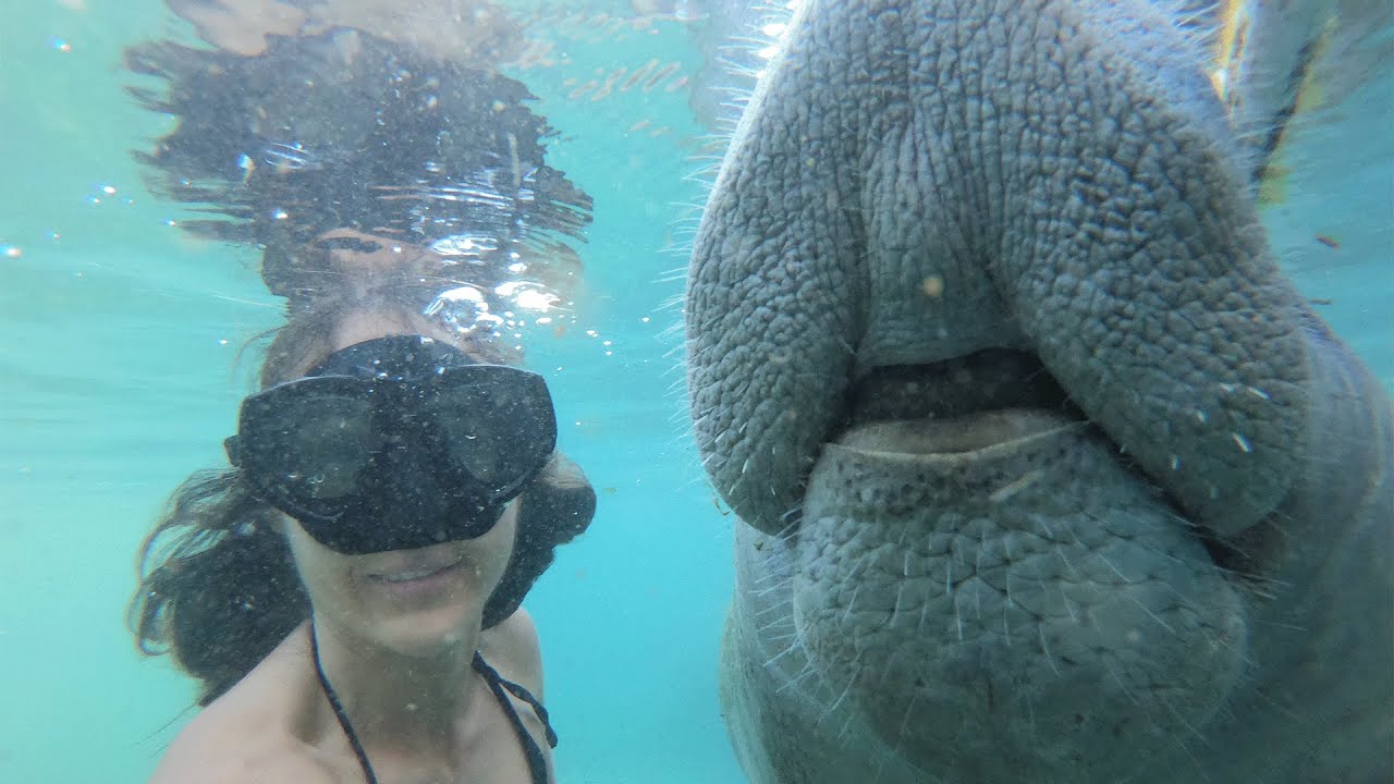Manatíes libres y puedes nadar con ellos - YouTube