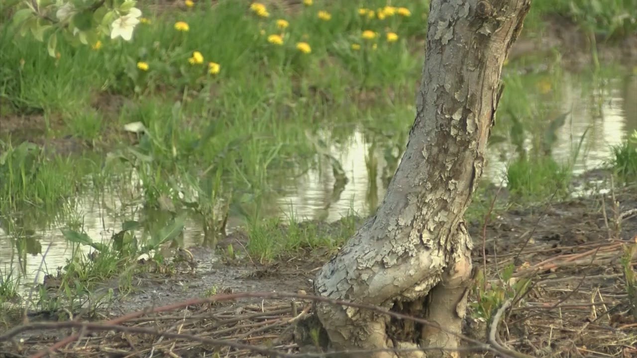 Heavy rain raises concern at farms in WNY - YouTube