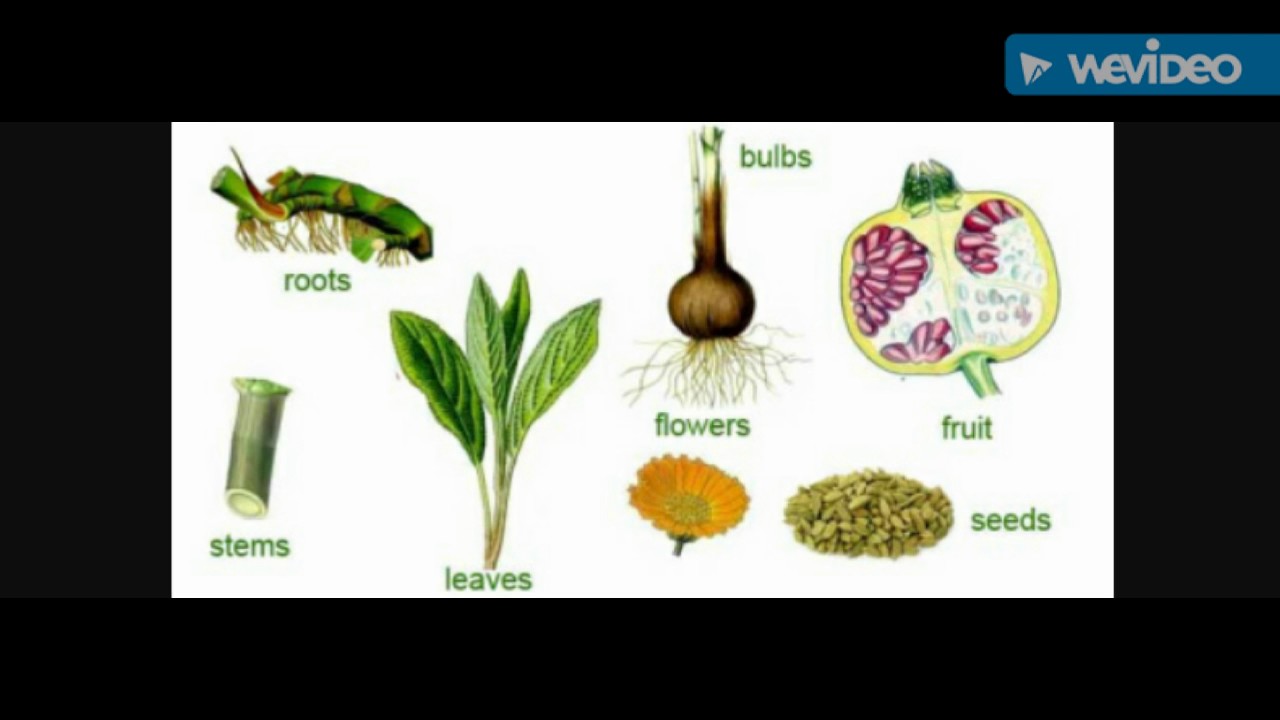 Edible Parts Of Plants For New Outdoor Enthusiasts Survivalist edible-parts-of-plants-for-new-outdoor-enthusiasts-survivalist
