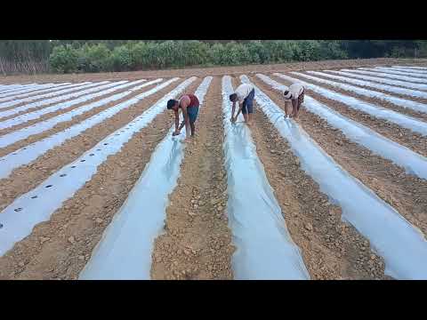 How To Use Mulching Paper