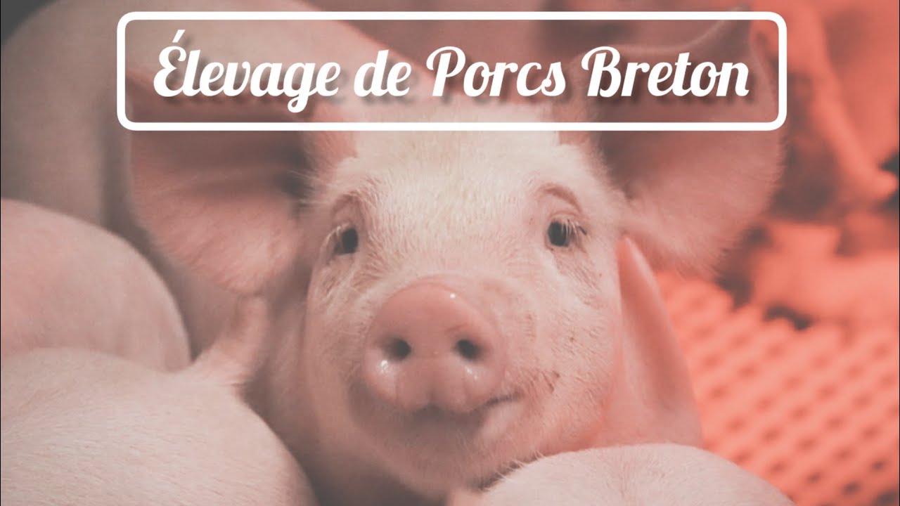 Interview d'un éleveur de Porcs Bretons - YouTube