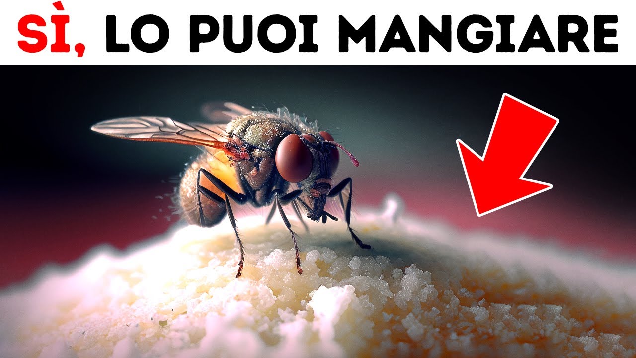 Che cosa fanno le mosche quando si posano sul cibo - YouTube