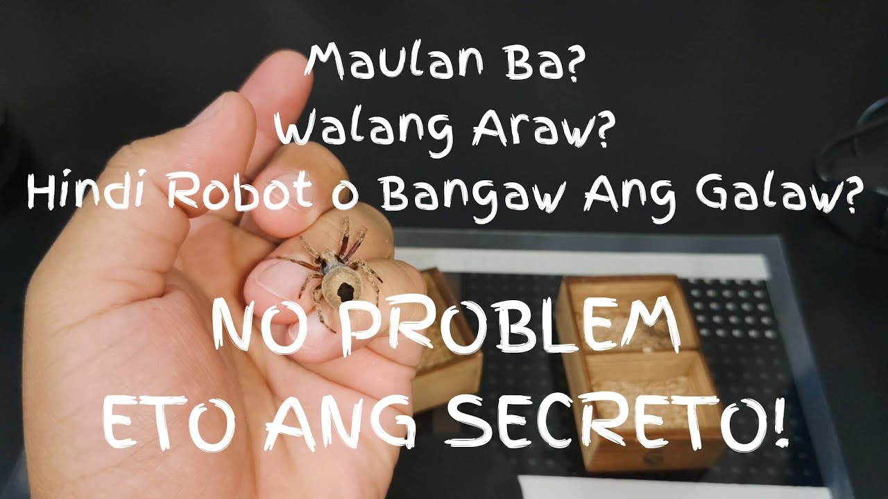 How to Bangaw Walk in Seconds.. Derby Spider Tips and Tricks - YouTube