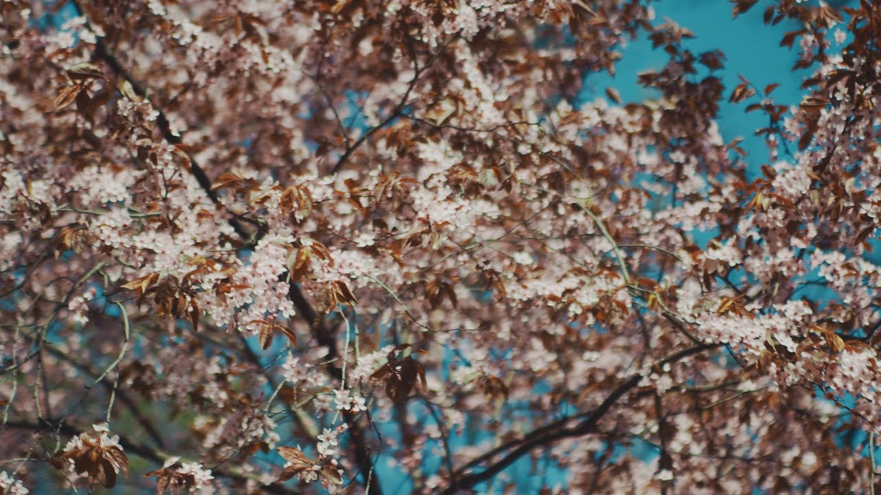 Spring in 4K - Canon EOS C500 Test - YouTube