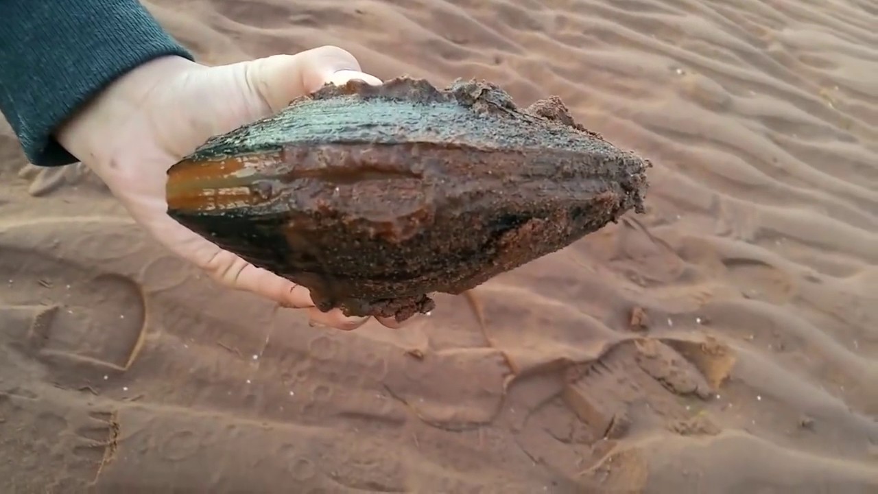 how to catch razor clams at korea beach - YouTube